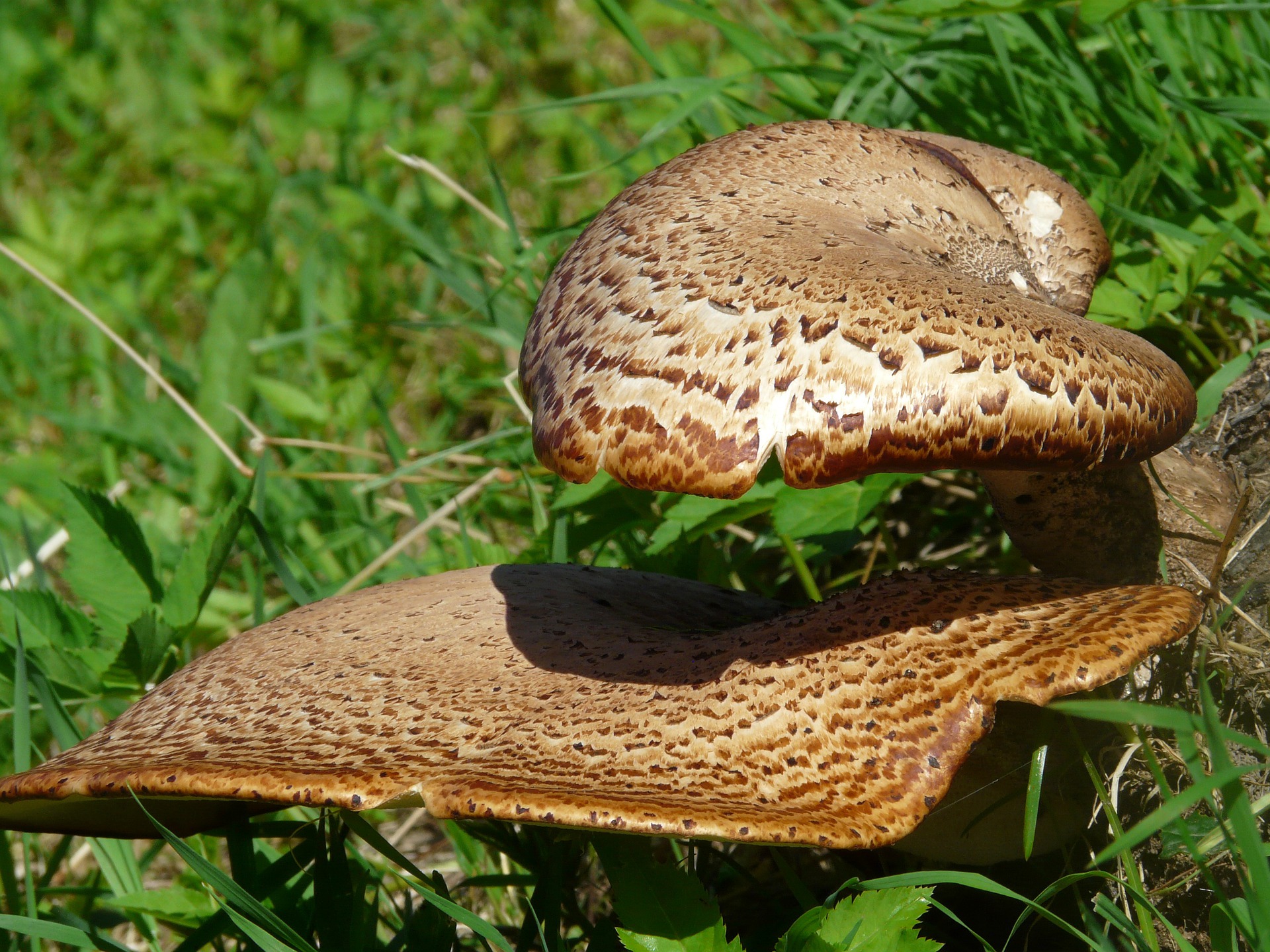 Compra polyporus | Farmacia